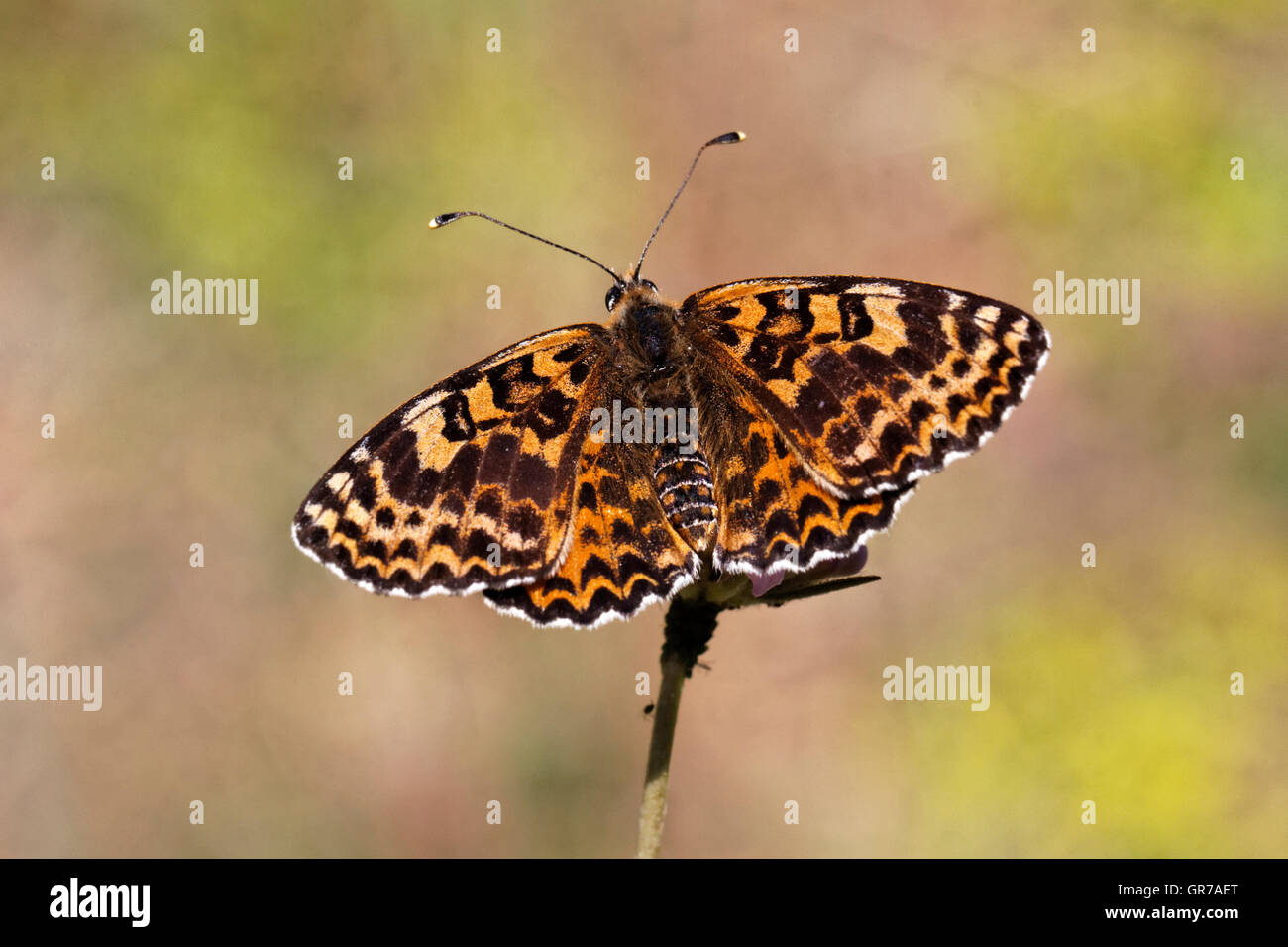 Melitaea Didyma, Spotted Fritillary Or Red-Band Fritillary From ...