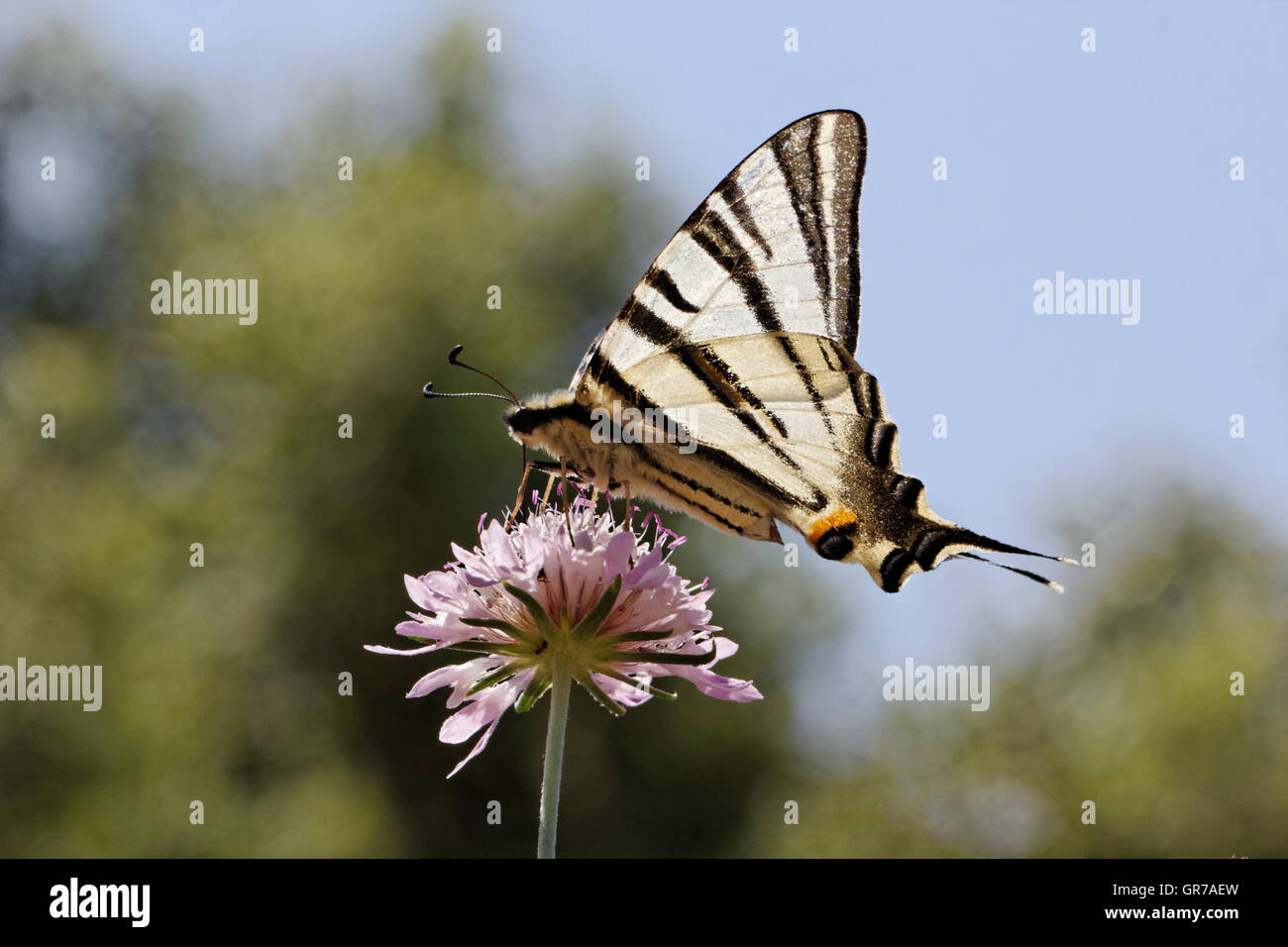 Scarce Swallowtail, Sail Swallowtail, Pear-Tree Swallowtail, Iphiclides ...