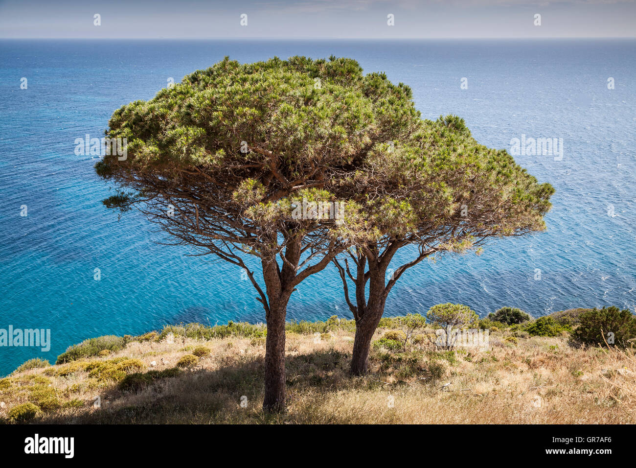Italian stone pine tree hi-res stock photography and images - Alamy