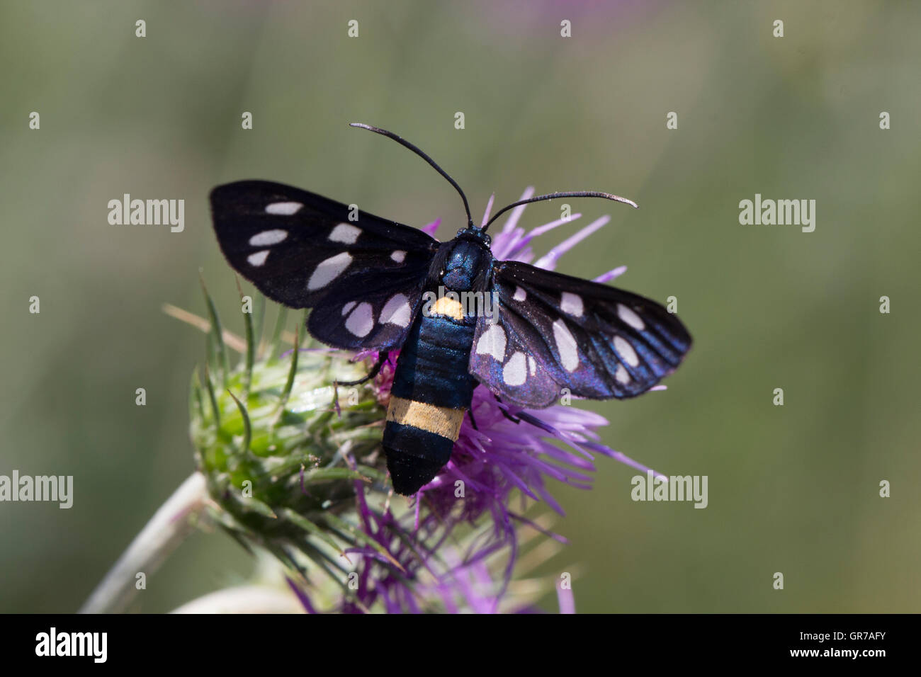 Syntomis Phegea, Nine-Spotted Moth From Tuscany, Italy Stock Photo - Alamy