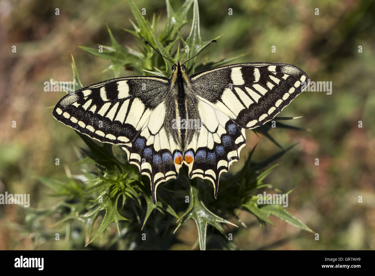 Papilio Machaon, Swallowtail Butterfly From Italy, Europe Stock Photo ...