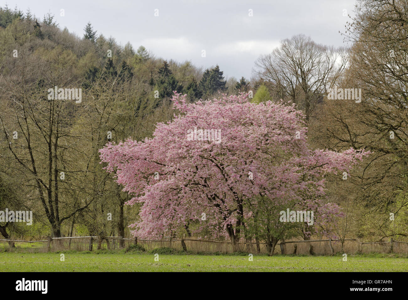 Leaved cherry hi-res stock photography and images - Alamy