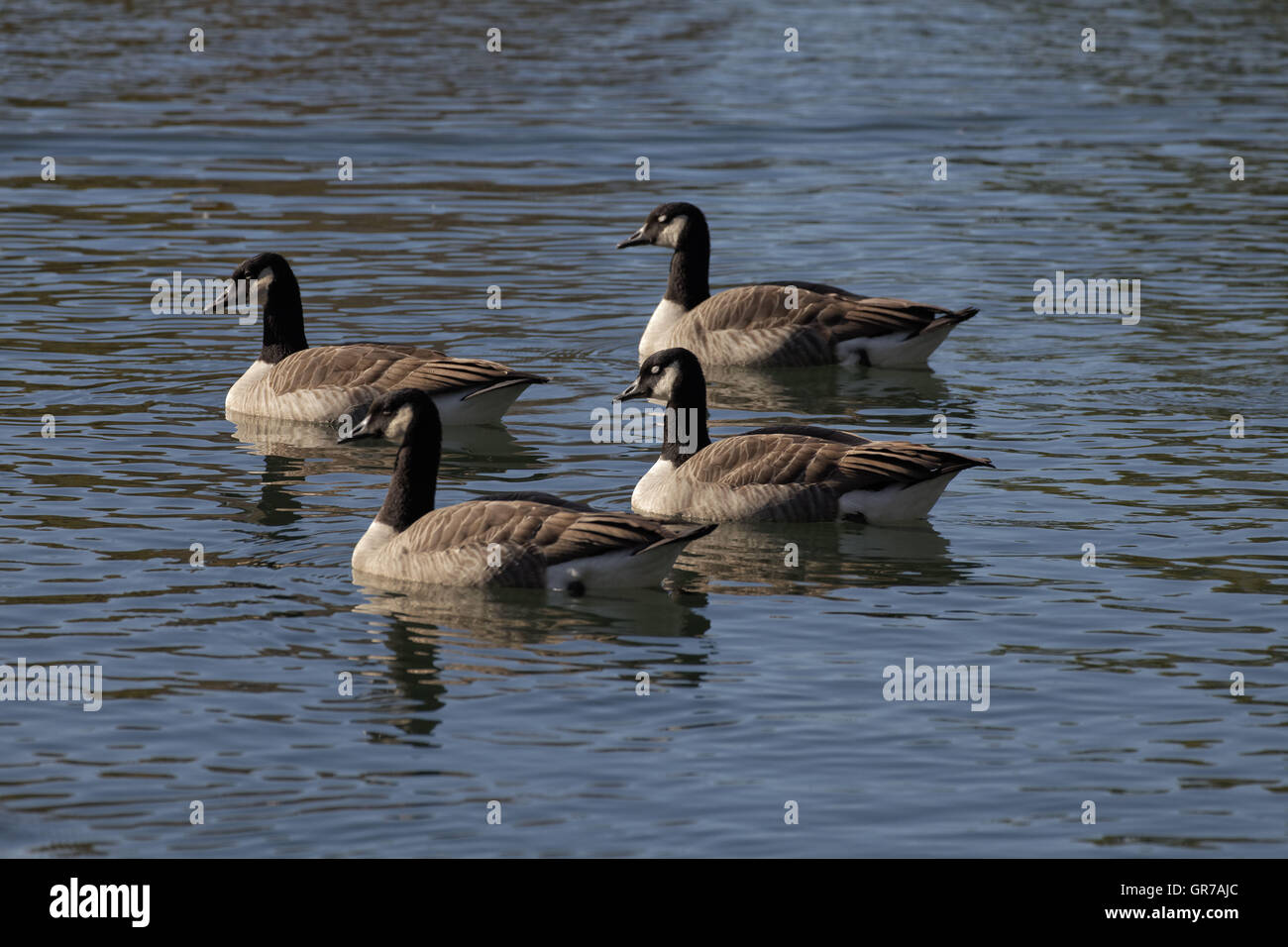 A canadensis hi-res stock photography and images - Alamy