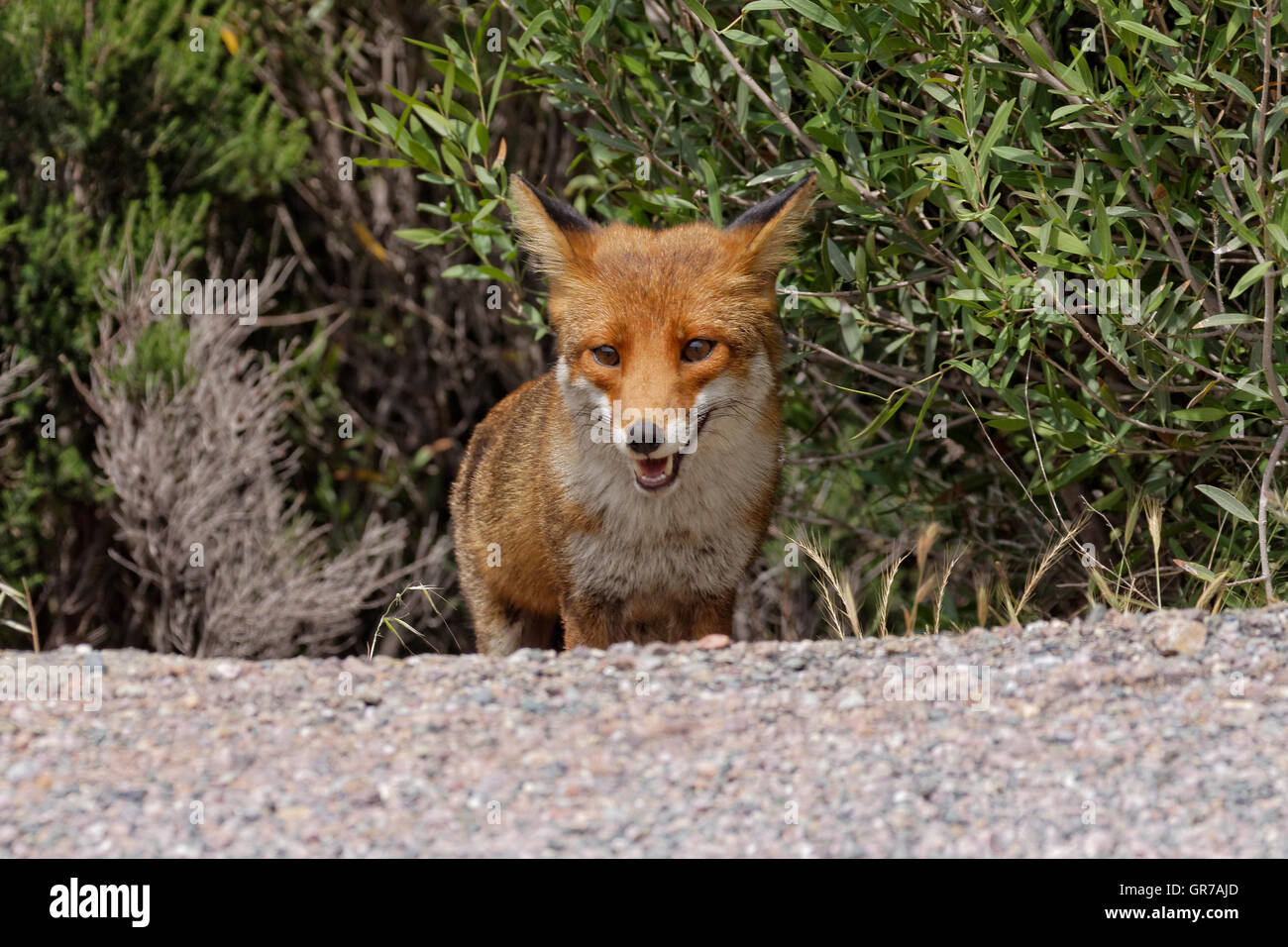 Red Fox Vulpes Vulpes In The Mountains Of Corsica, France Stock Photo ...