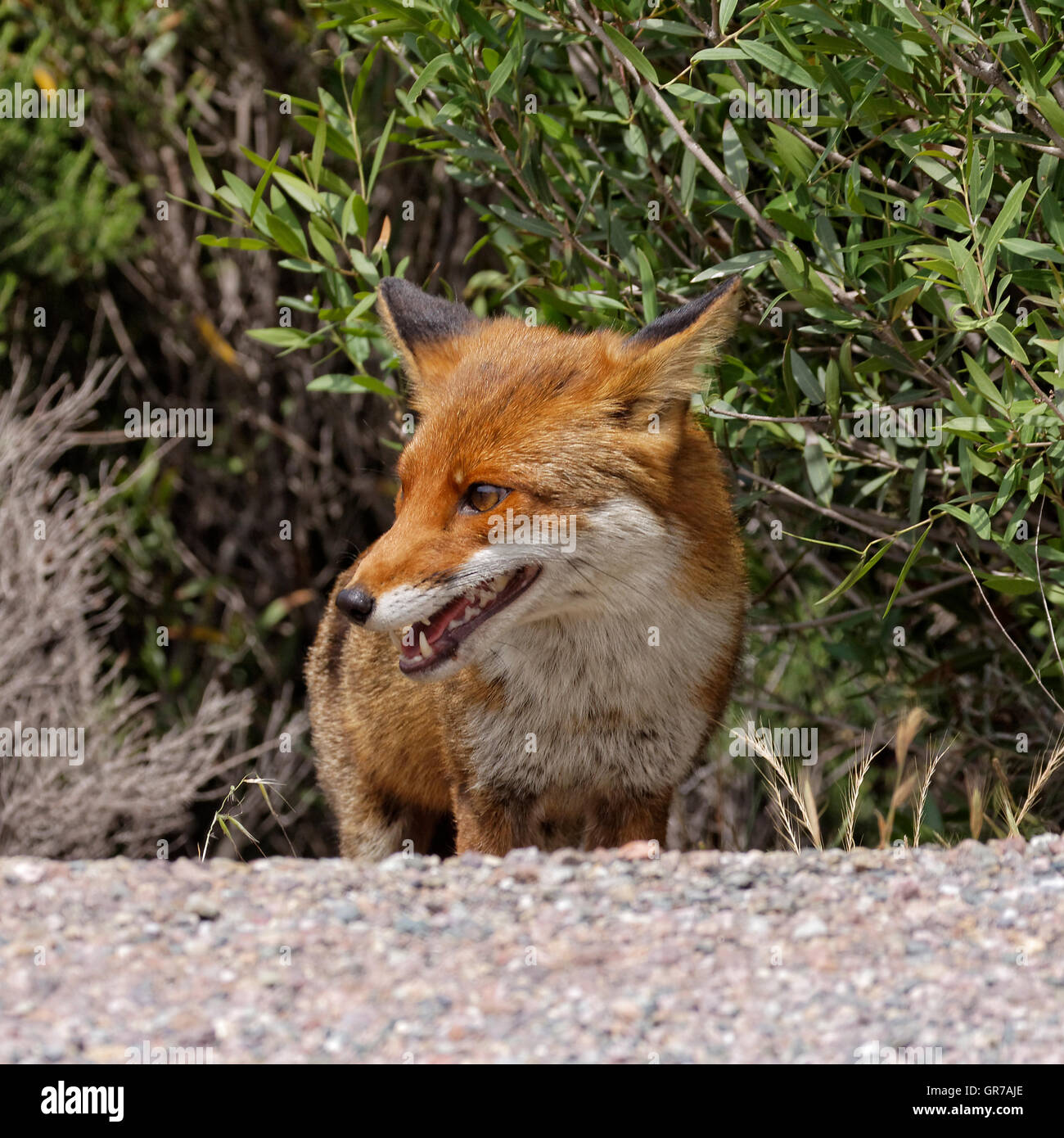 Red Fox Vulpes Vulpes In The Mountains Of Corsica, France Stock Photo ...