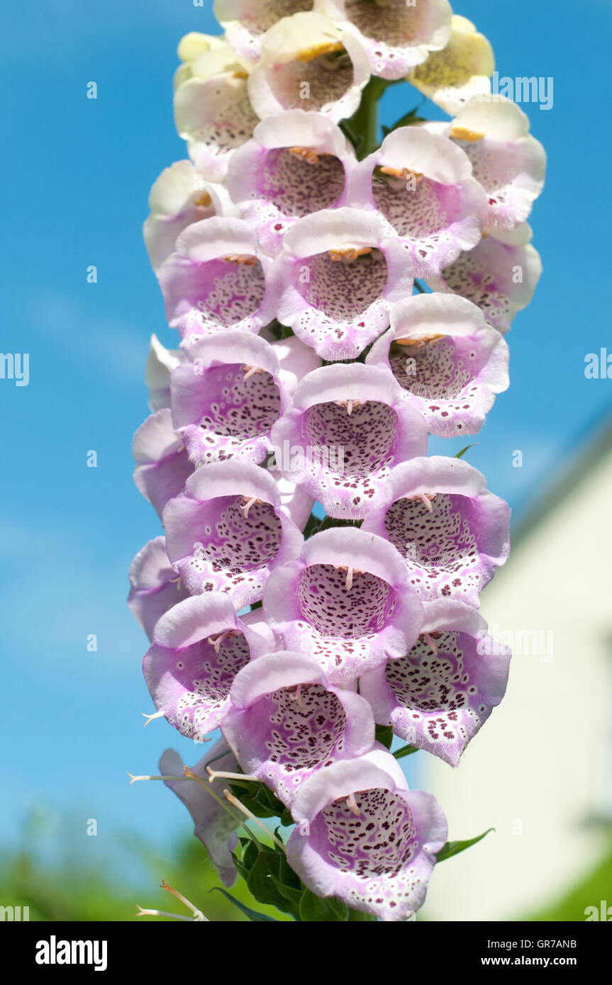 Foxglove flowers close up hi-res stock photography and images - Alamy
