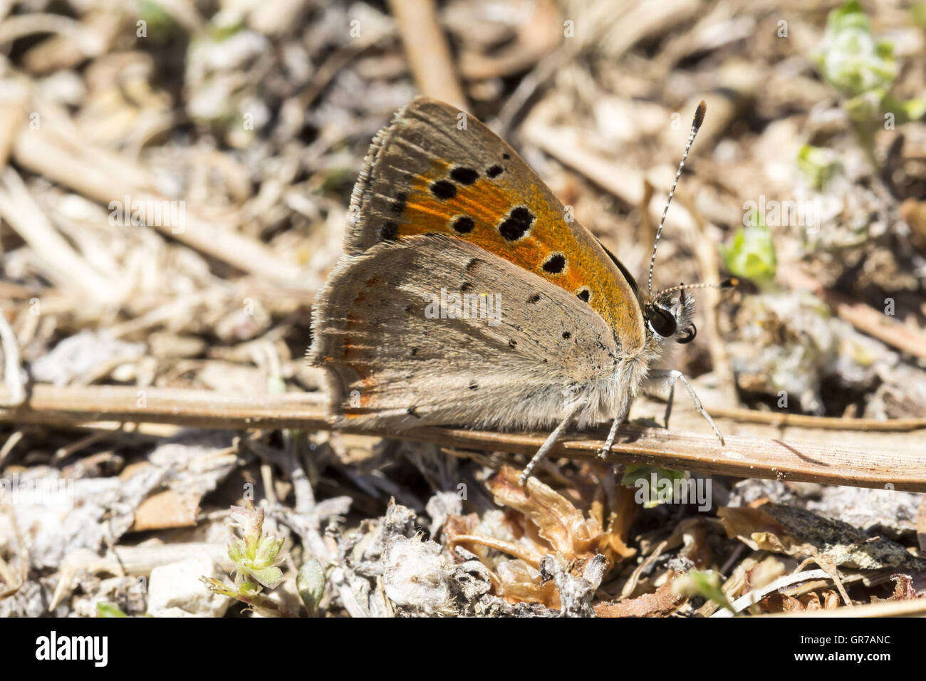 Lycaena Phlaeas, Small Copper, American Copper, Common Copper Butterfly ...