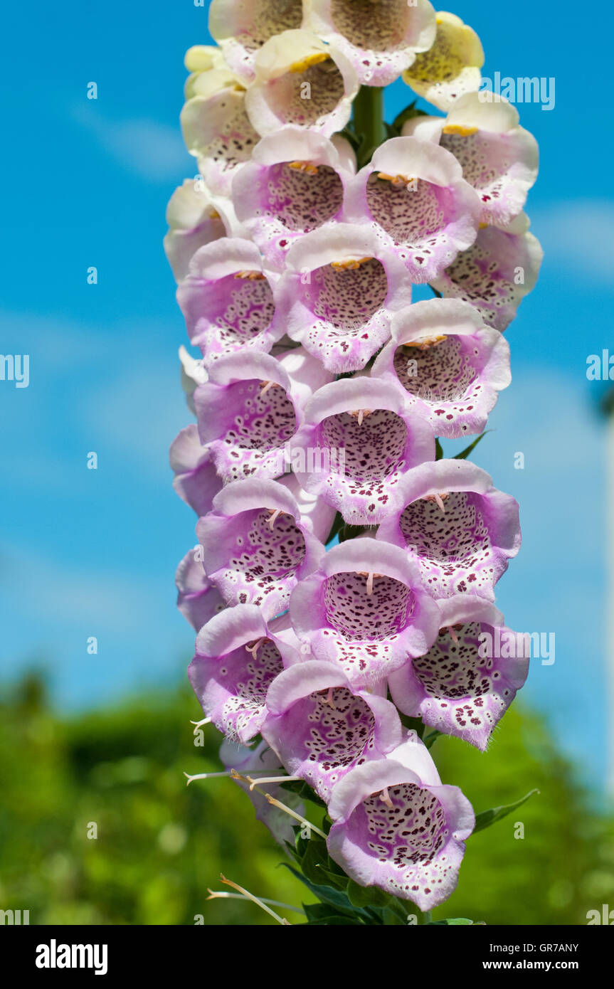 Foxglove flowers close up hi-res stock photography and images - Alamy