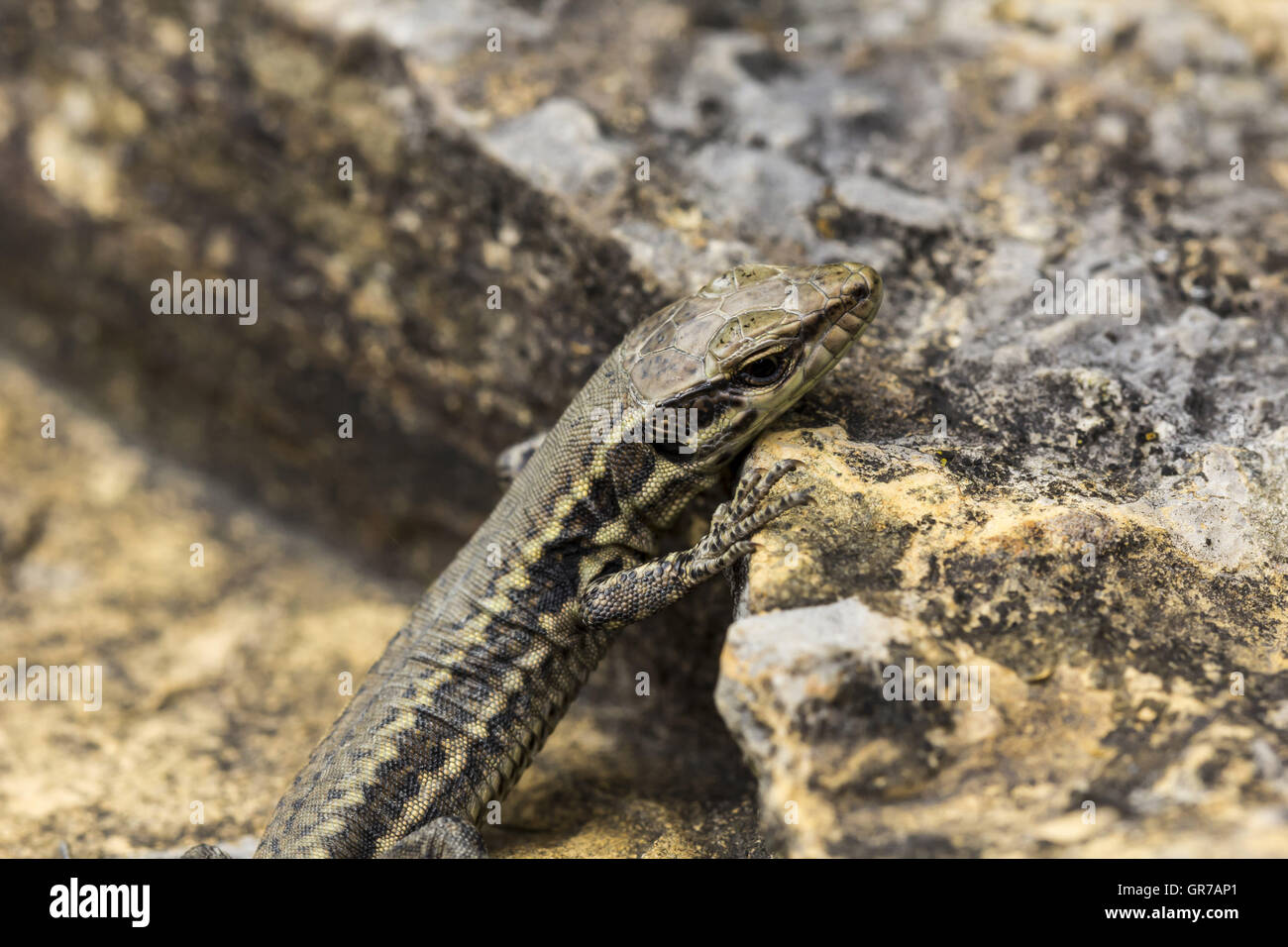Podarcis Muralis, Common Wall Lizard From Germany Stock Photo - Alamy