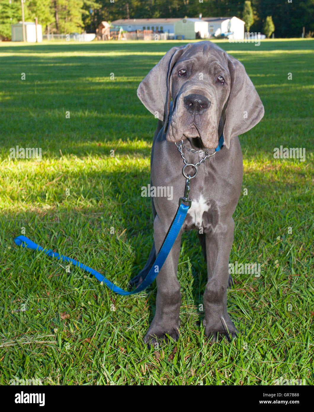 Gray Great Dane puppy with leash dragging that looks lost and sad Stock ...