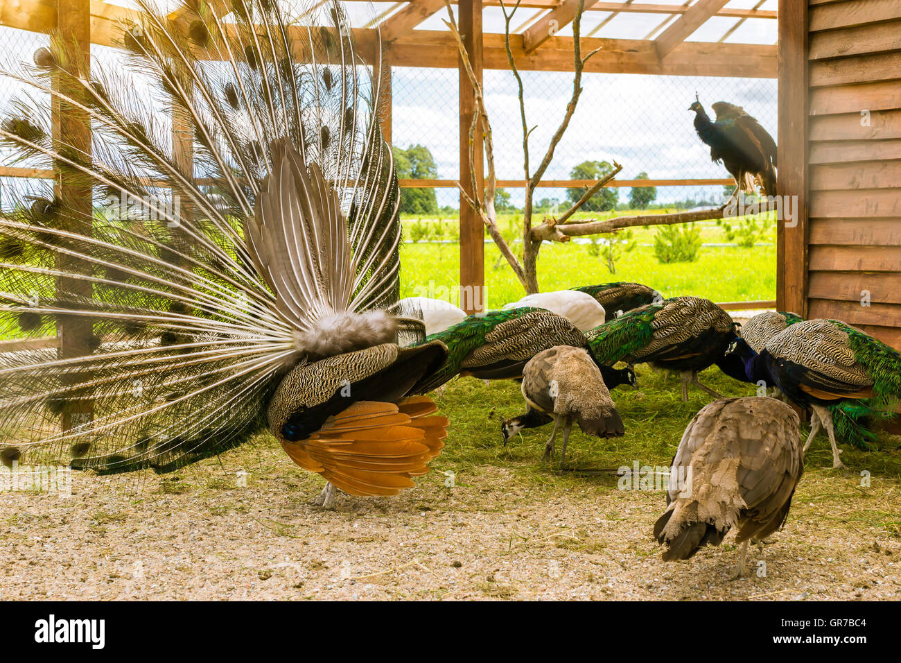 Peacock fluffed a huge bright tail in mating dance in front of females ...