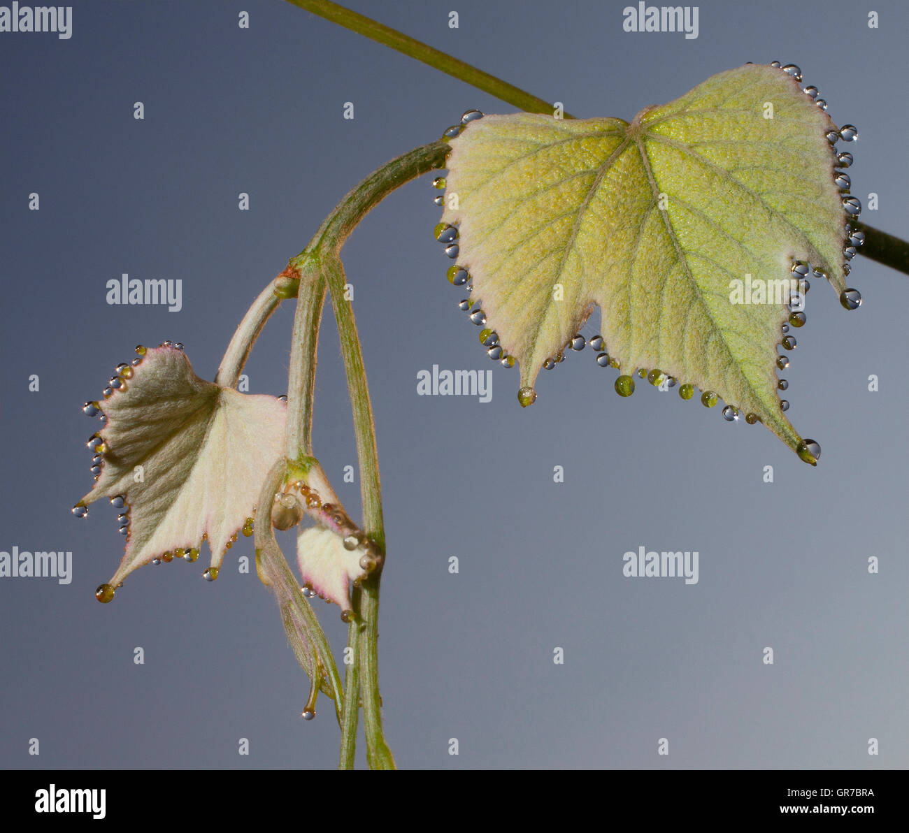 Dripping leaves hi-res stock photography and images - Alamy