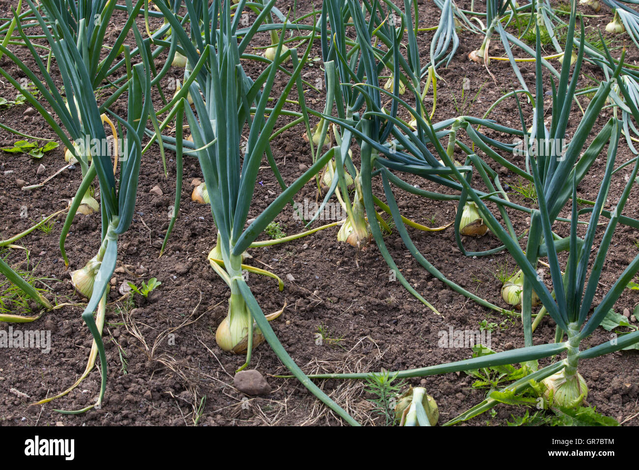 Field onions hi-res stock photography and images - Alamy