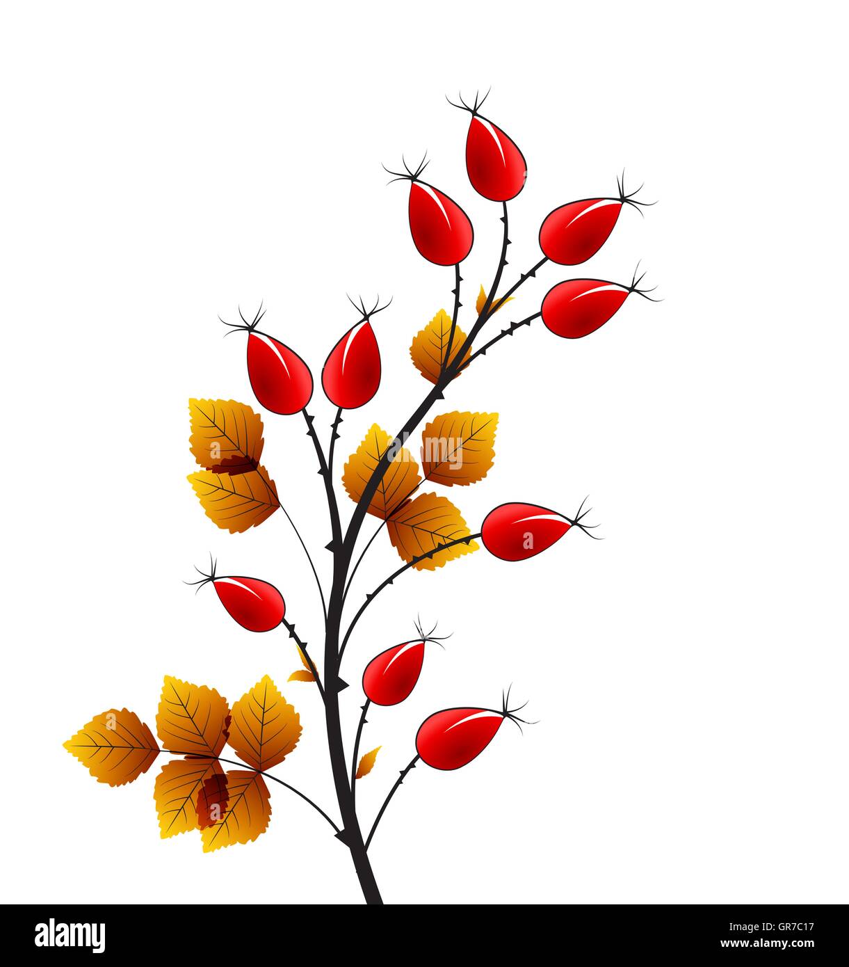 Vector rose hip Stock Vector Image & Art - Alamy