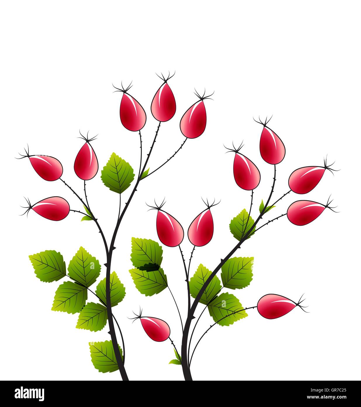 Vector rose hip Stock Vector Image & Art - Alamy