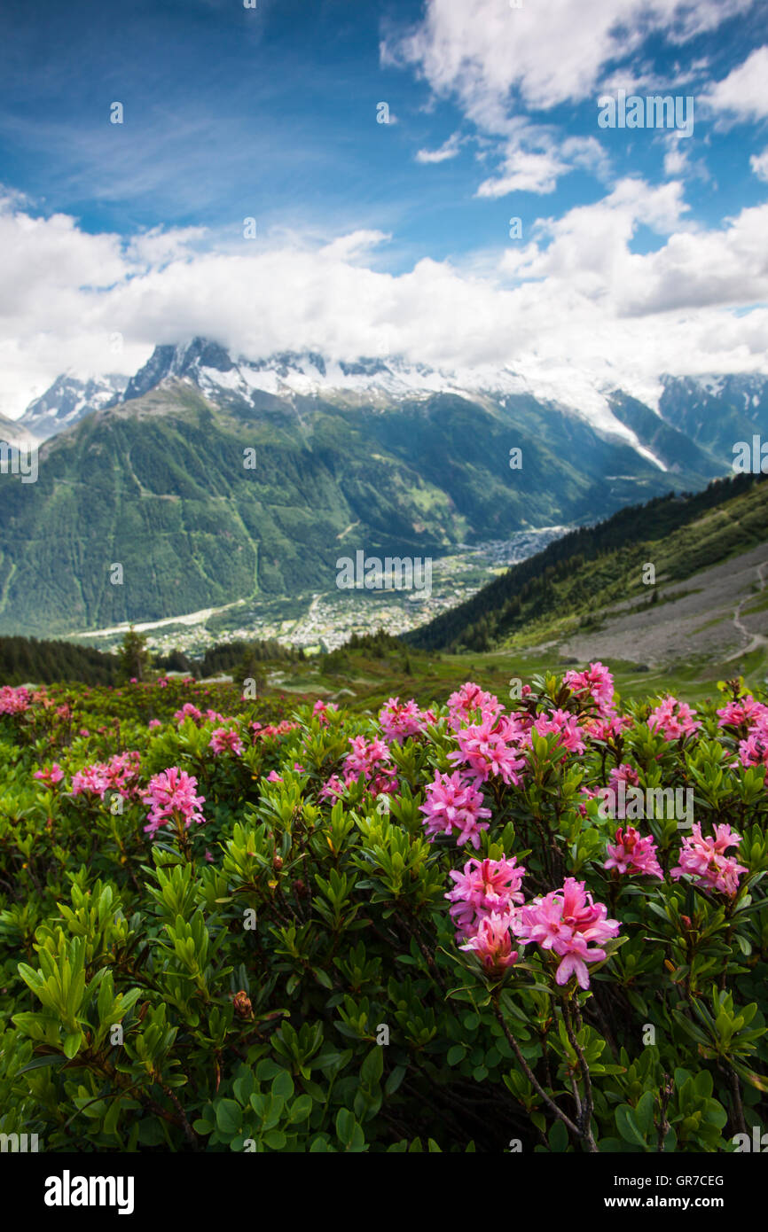 Alpine rose hi-res stock photography and images - Alamy