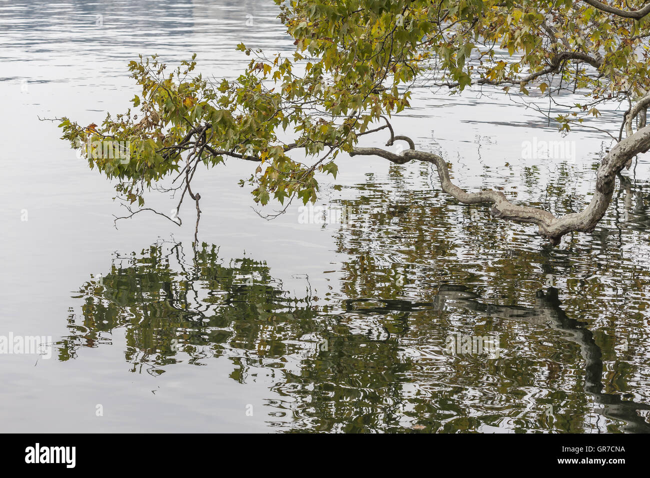 Large deciduous tree hi-res stock photography and images - Alamy