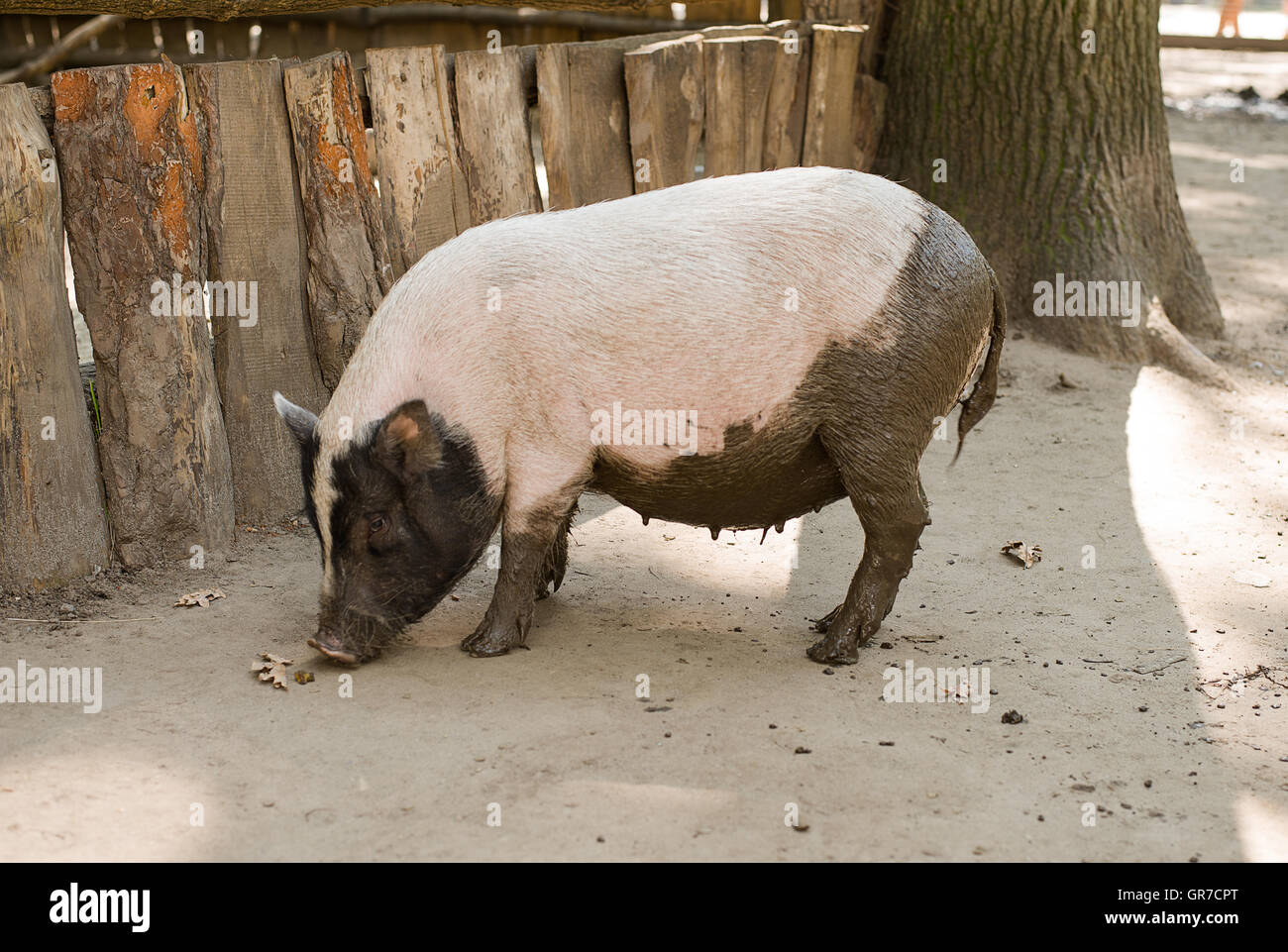 Pig stands near the fence at the farm Stock Photo - Alamy