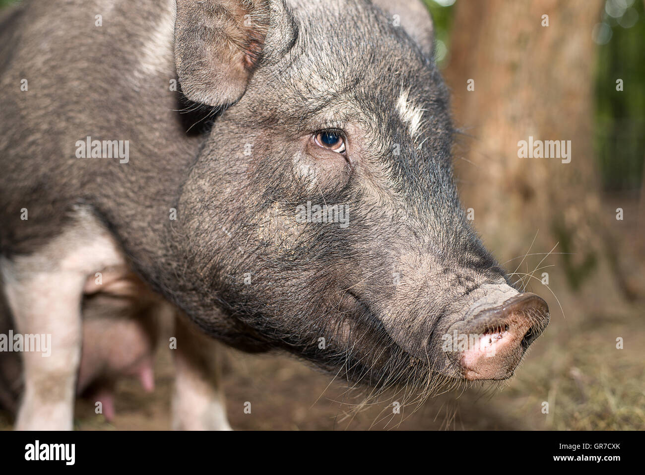 The snout of a boar on the farm big Stock Photo - Alamy