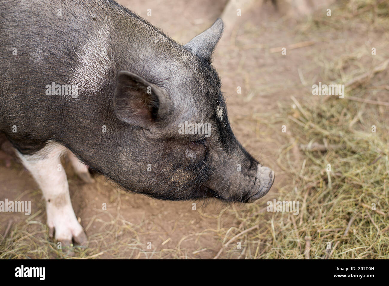 The snout of a boar on the farm big Stock Photo - Alamy