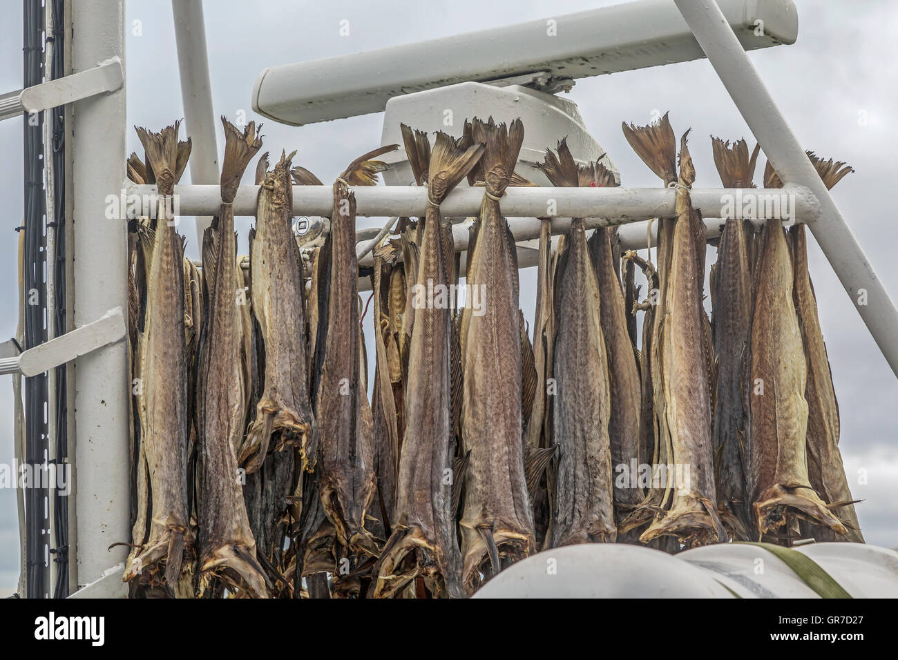Haddock And Ling Are Paired Hung On Racks To Dry Stock Photo - Alamy