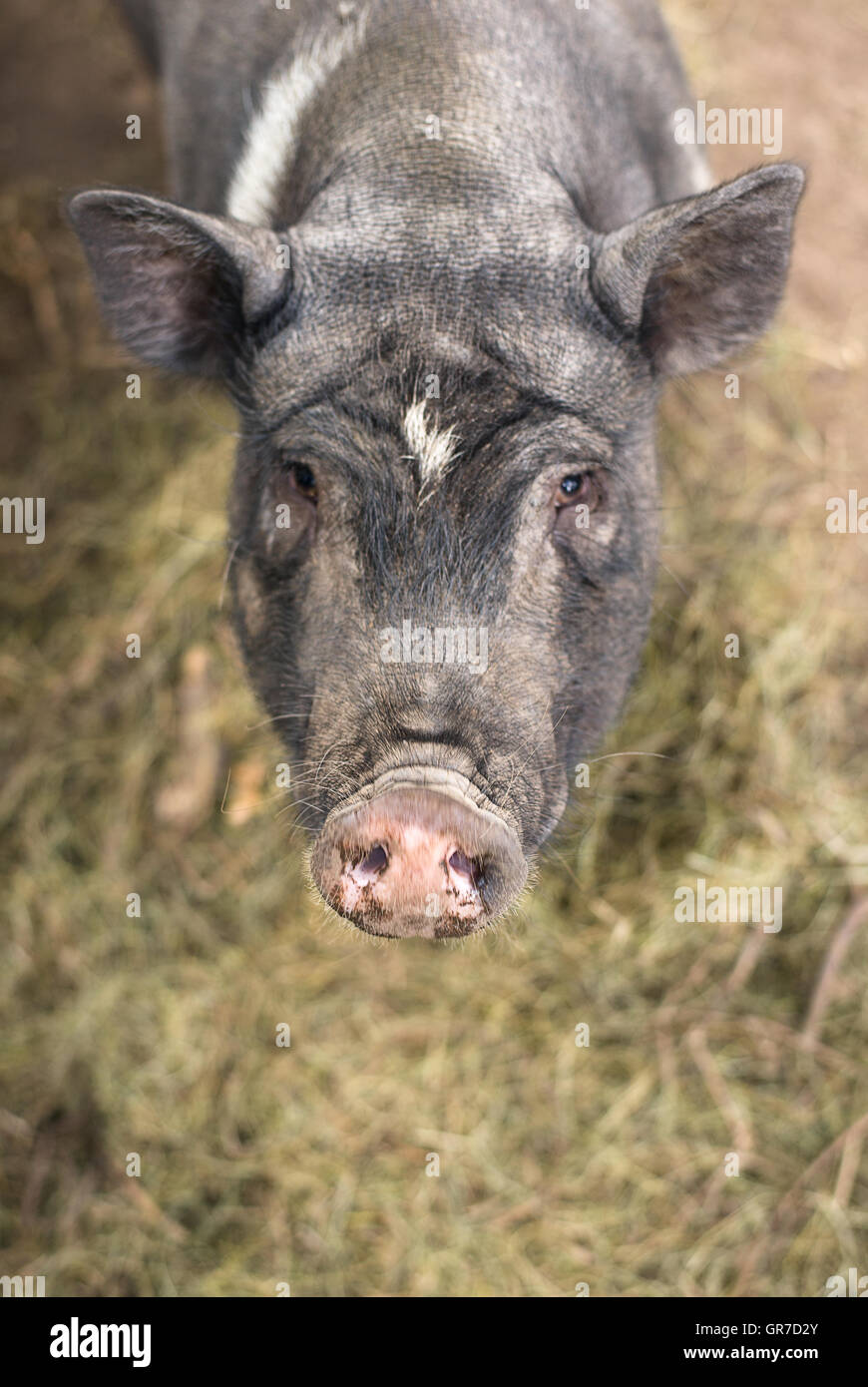 The snout of a boar on the farm big Stock Photo - Alamy