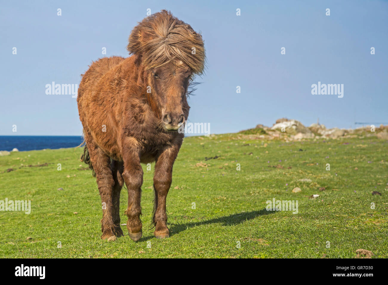 Norway pony hi-res stock photography and images - Alamy