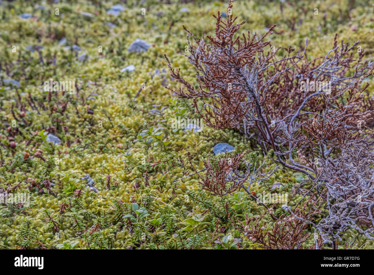 Typical Vegetation Of Northern Scandinavia Stock Photo - Alamy
