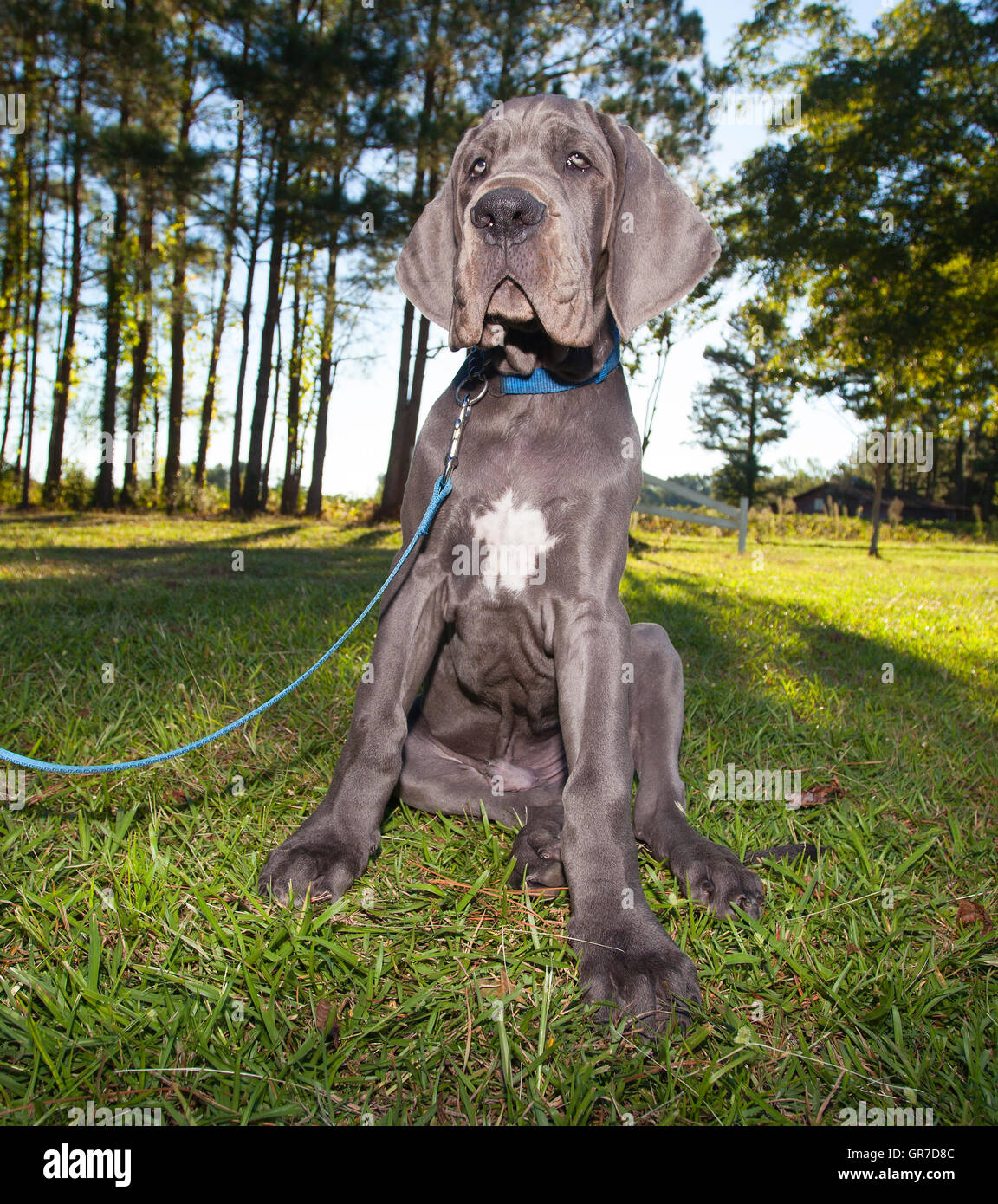 Grey Great Dane Puppies