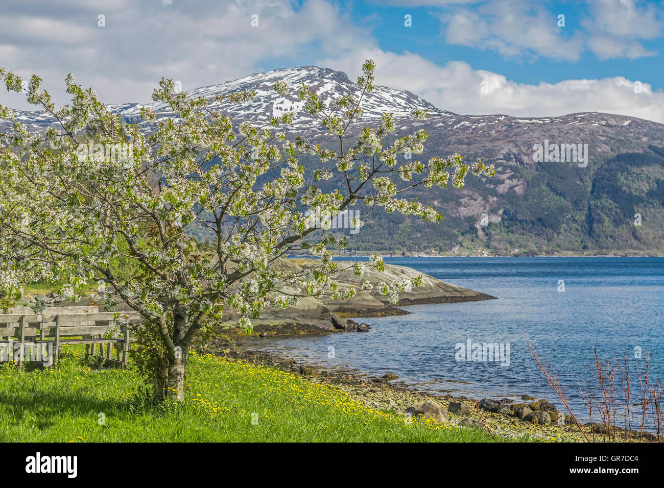 Fruit Tree Bloom By The Hardangerfjord In Norway Stock Photo - Alamy