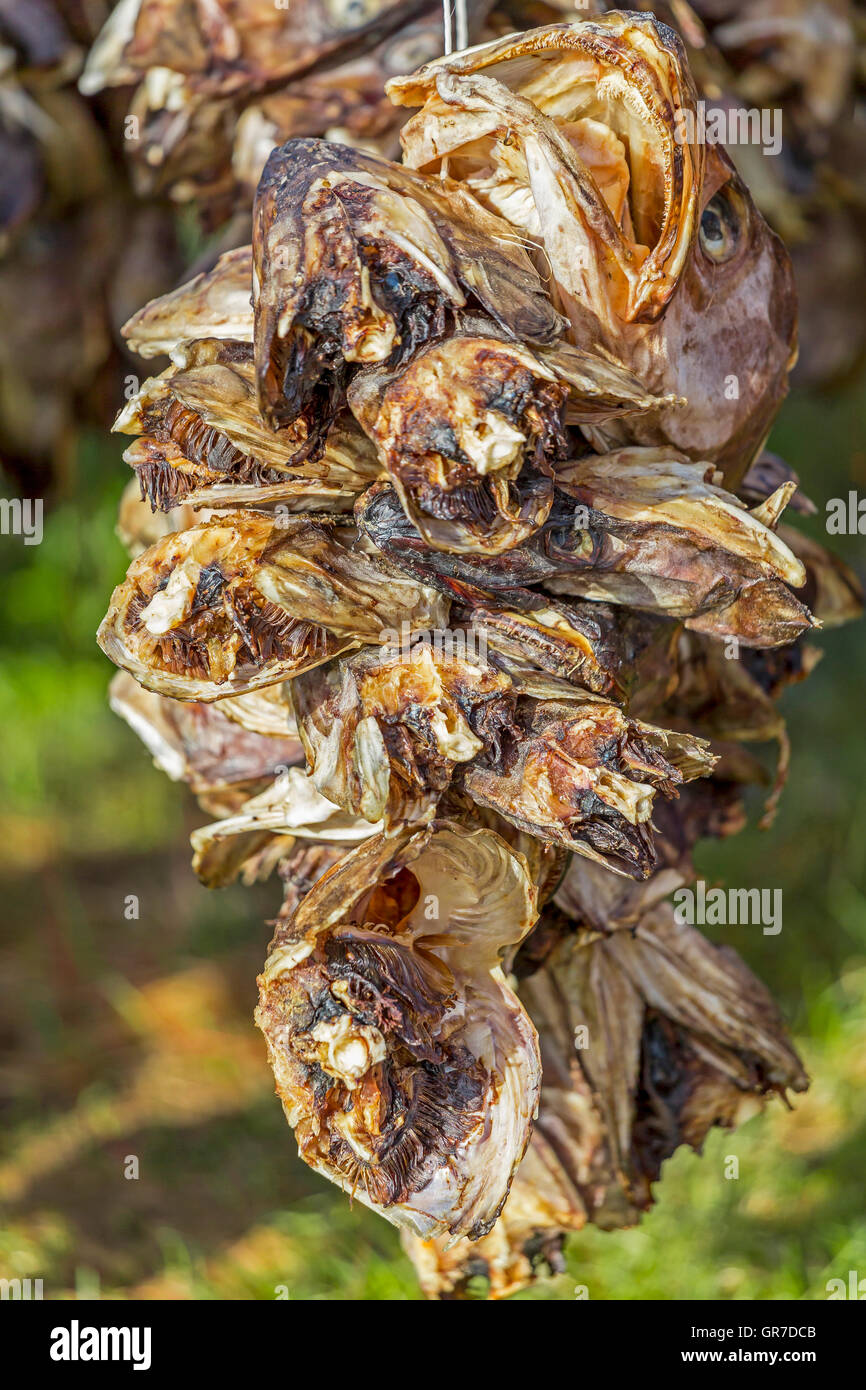 Cod skeleton hi-res stock photography and images - Alamy