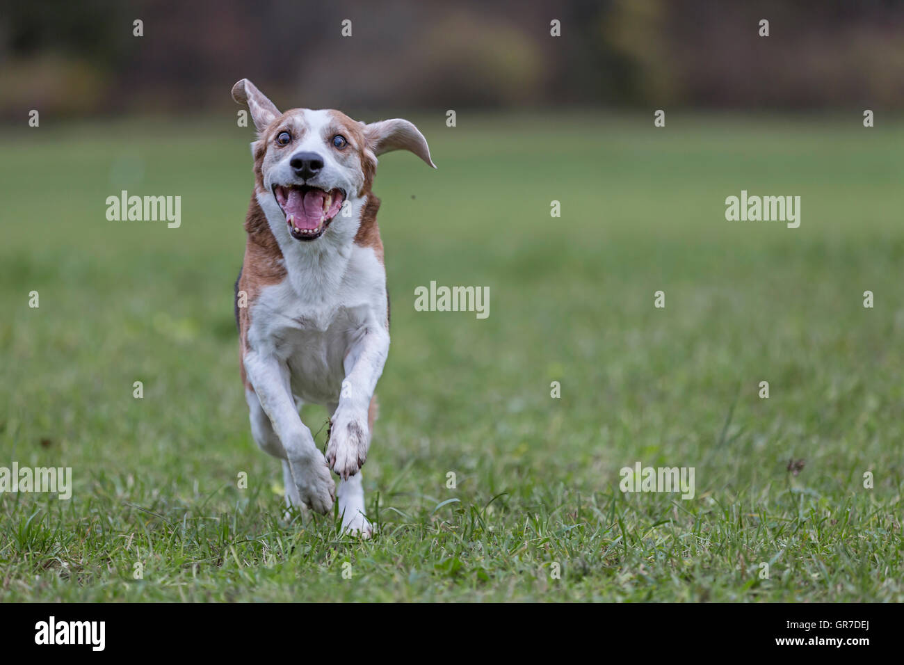 Beagle Running Over A Green Meadow Stock Photo - Alamy