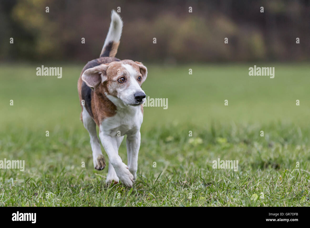Beagle running hi-res stock photography and images - Alamy