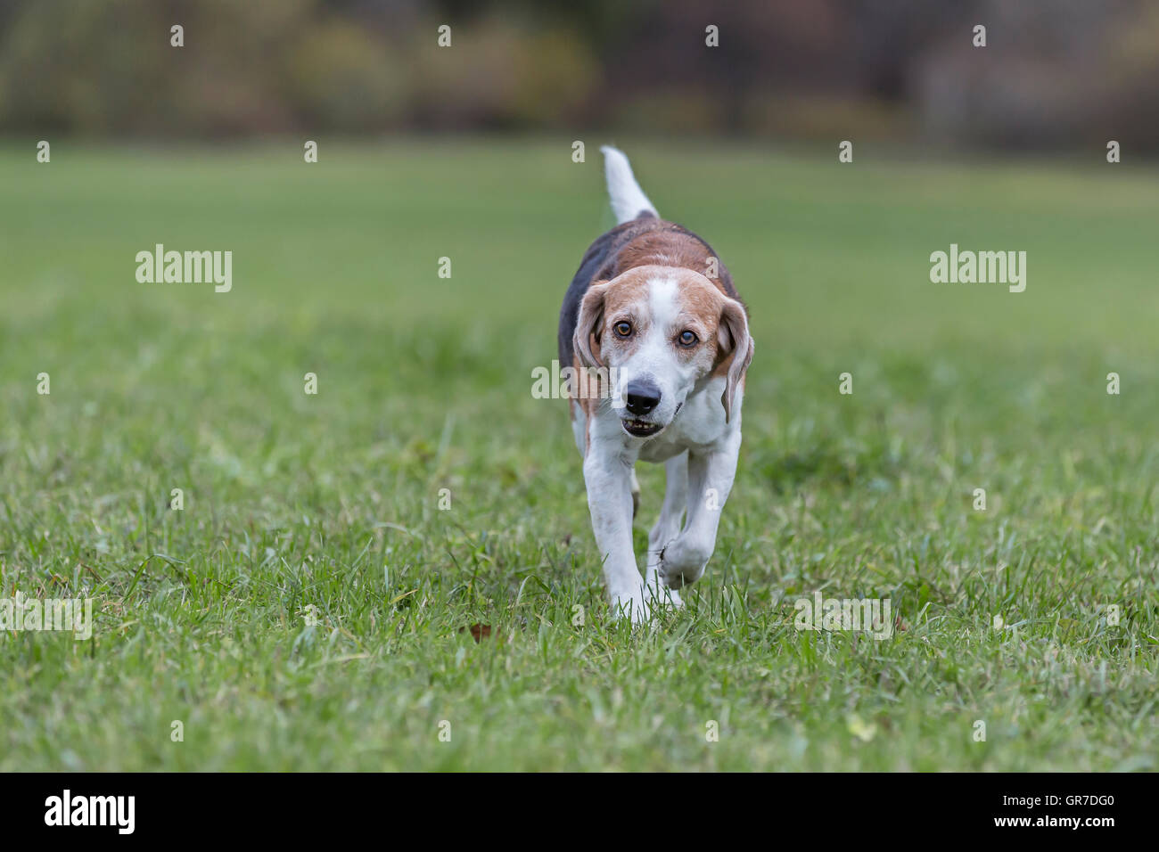 Beagle running hi-res stock photography and images - Alamy
