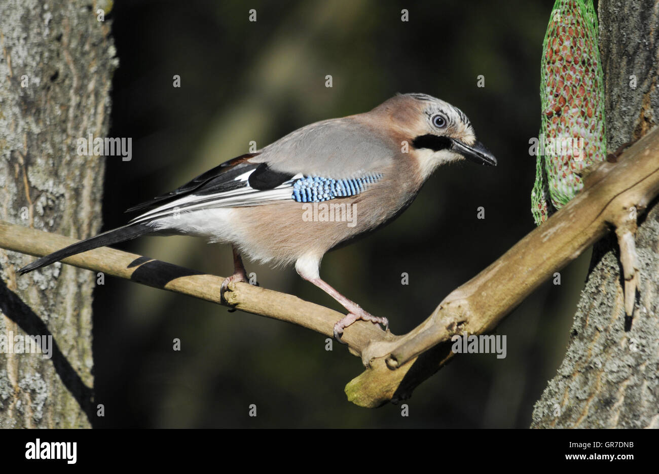 Jay with acorn hi-res stock photography and images - Alamy