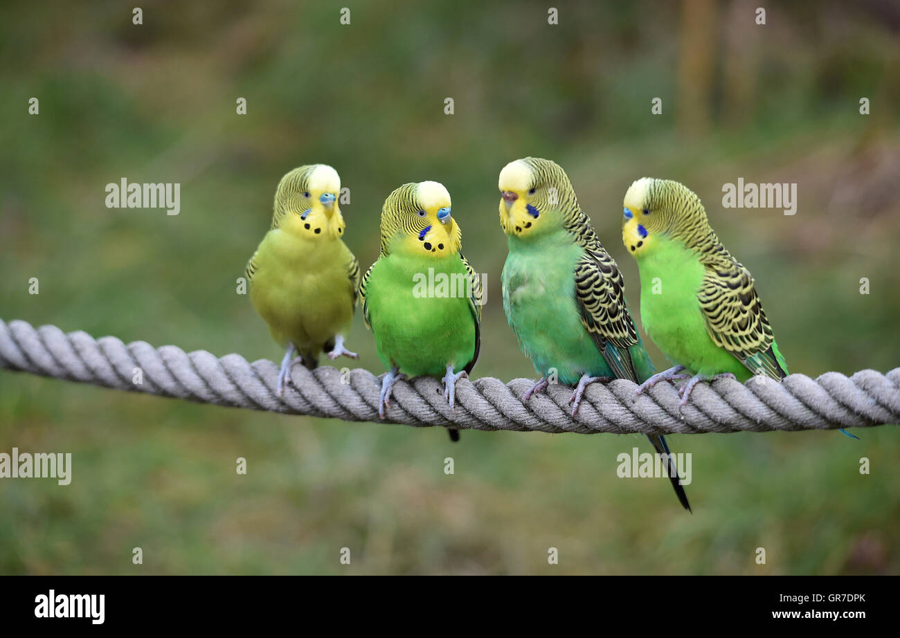 Budgies Stock Photo, Royalty Free Image: 117563787 - Alamy