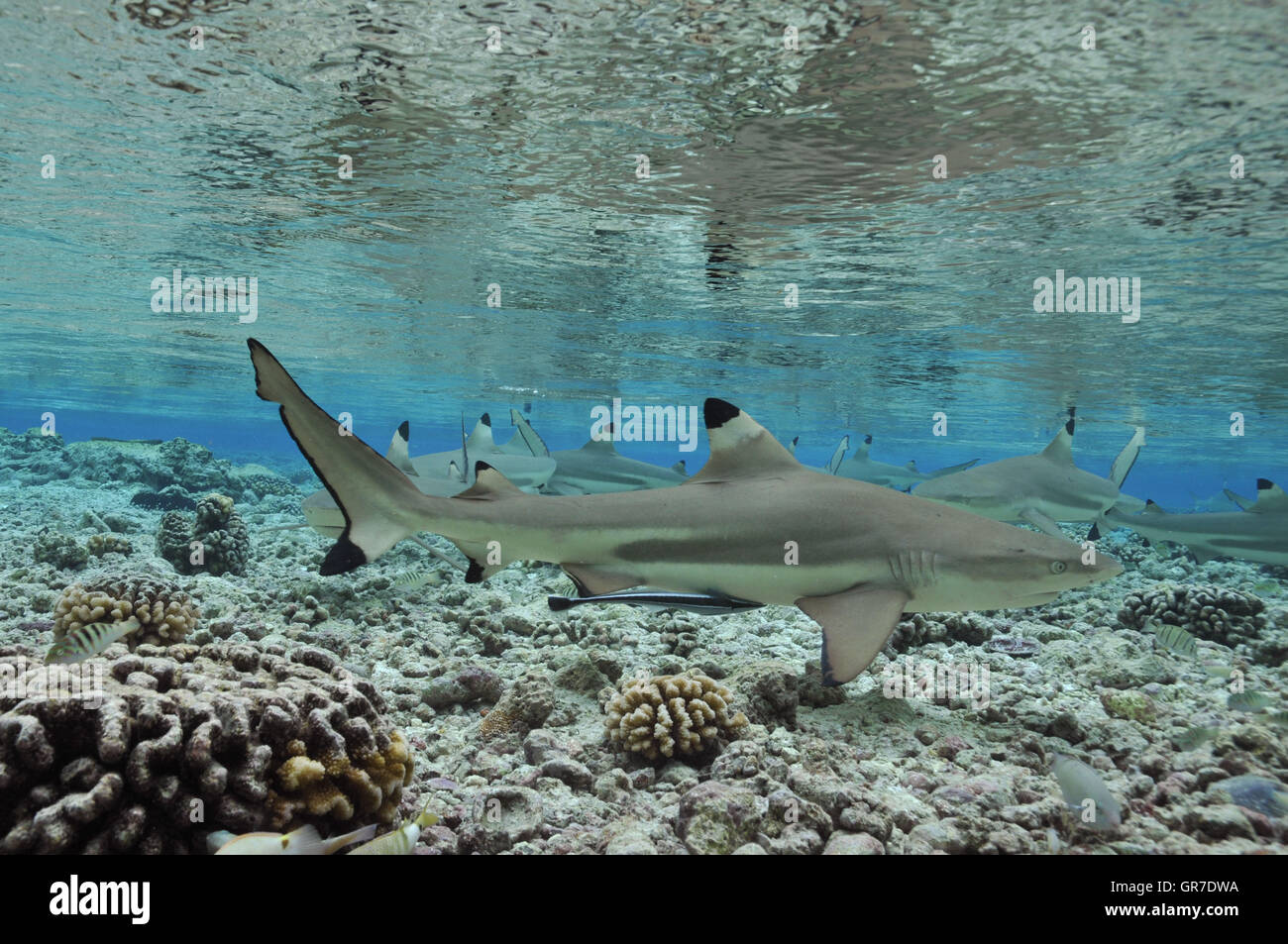 Fakarava shark hi-res stock photography and images - Alamy