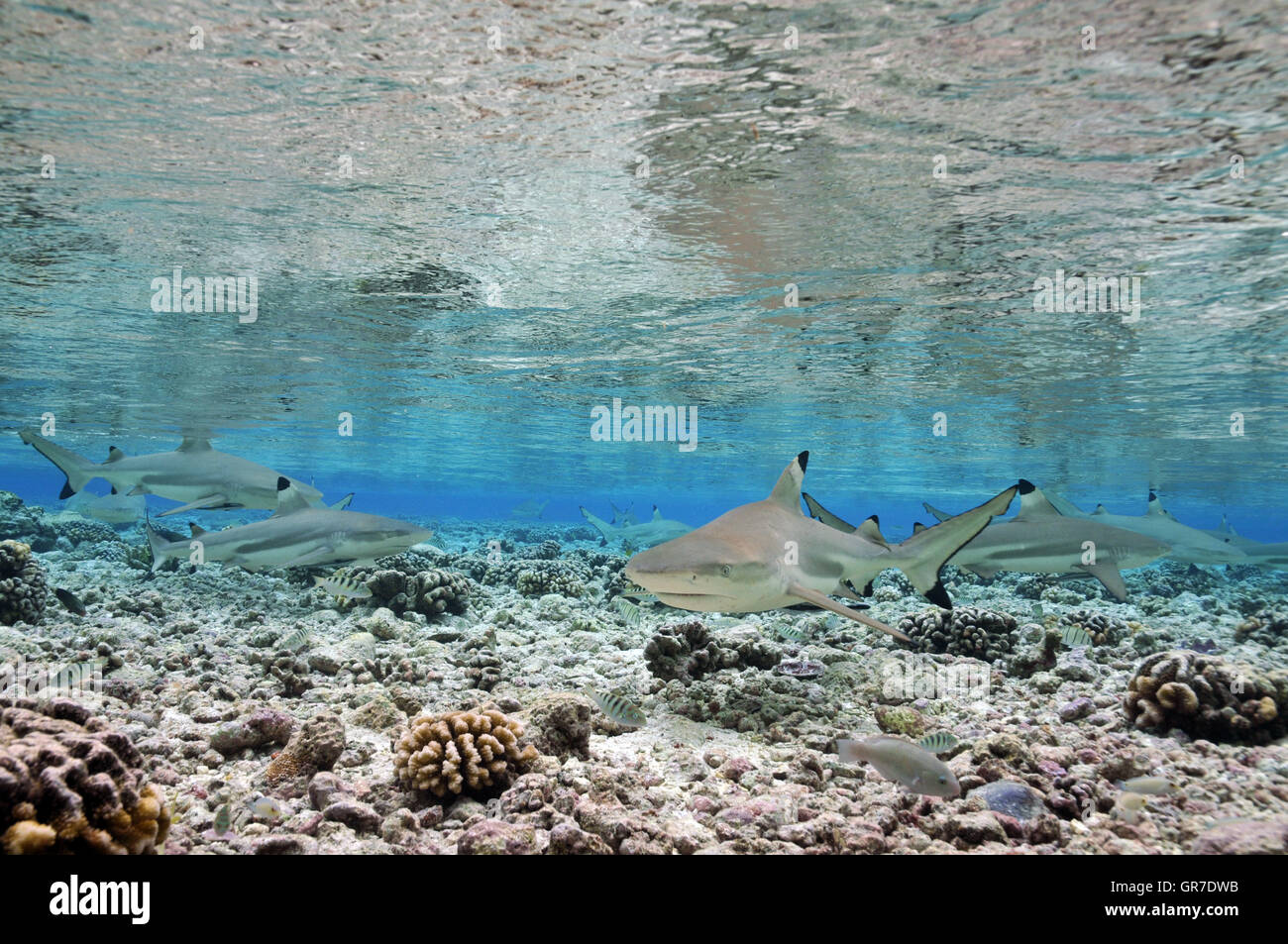 Blacktip sharks hi-res stock photography and images - Alamy