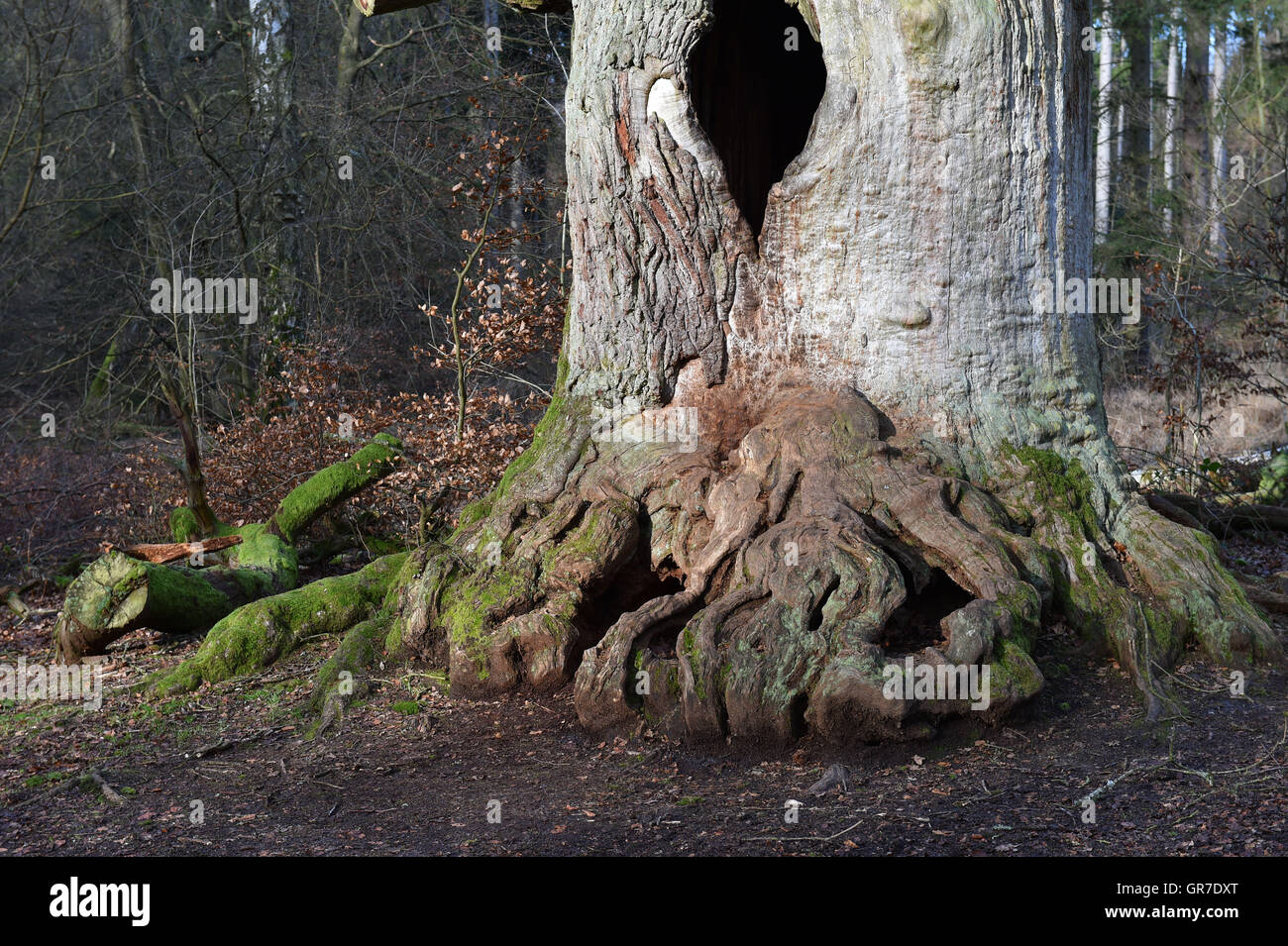Bracken fern root hi-res stock photography and images - Alamy