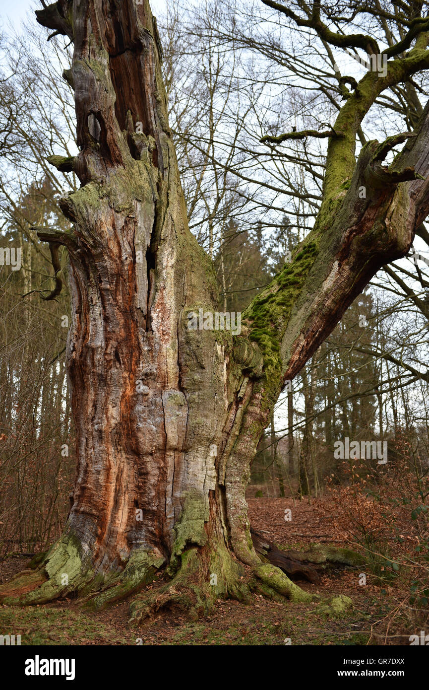 Rotten tree hi-res stock photography and images - Alamy