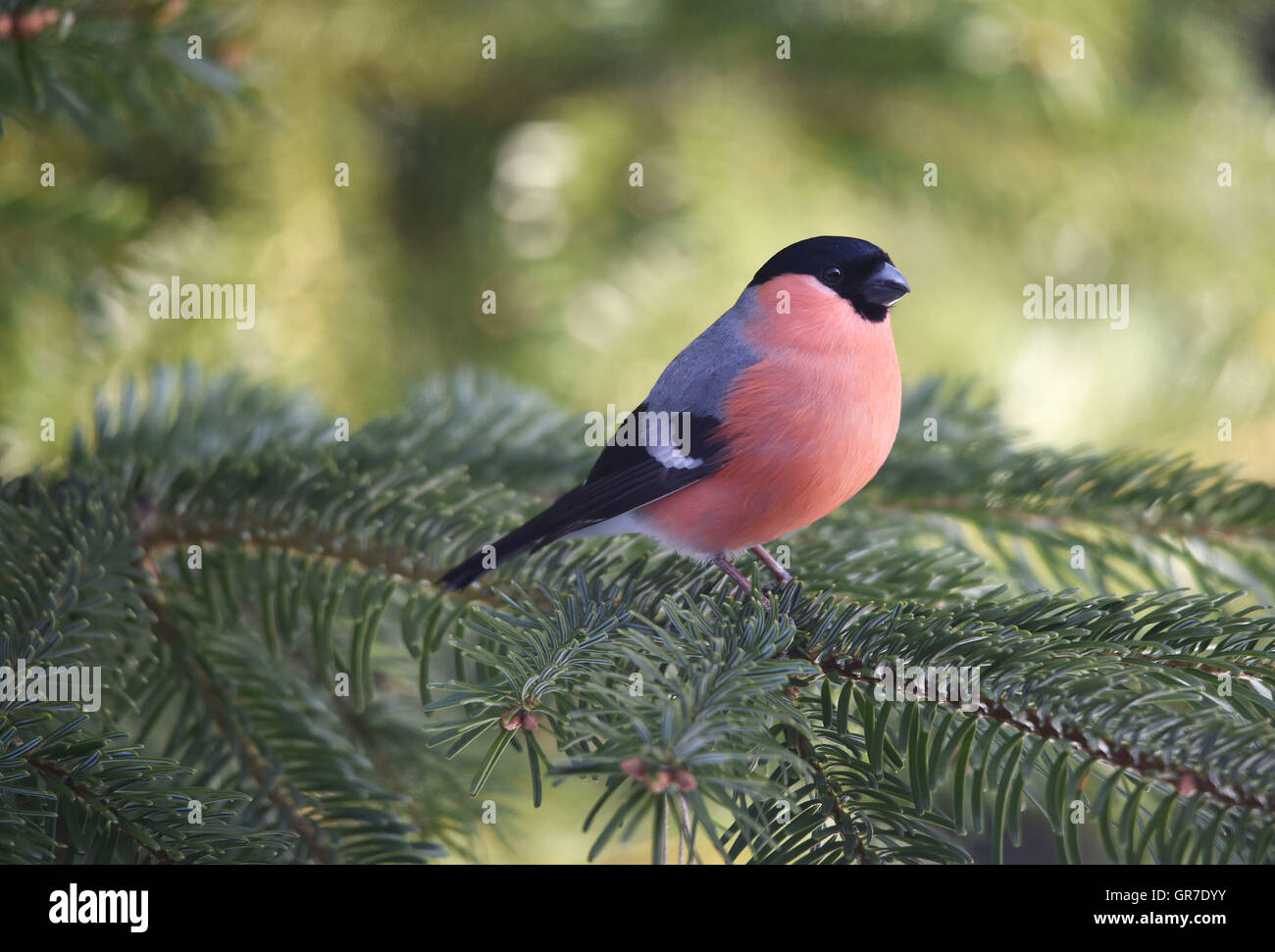 Male bullfinch fauna hi-res stock photography and images - Alamy