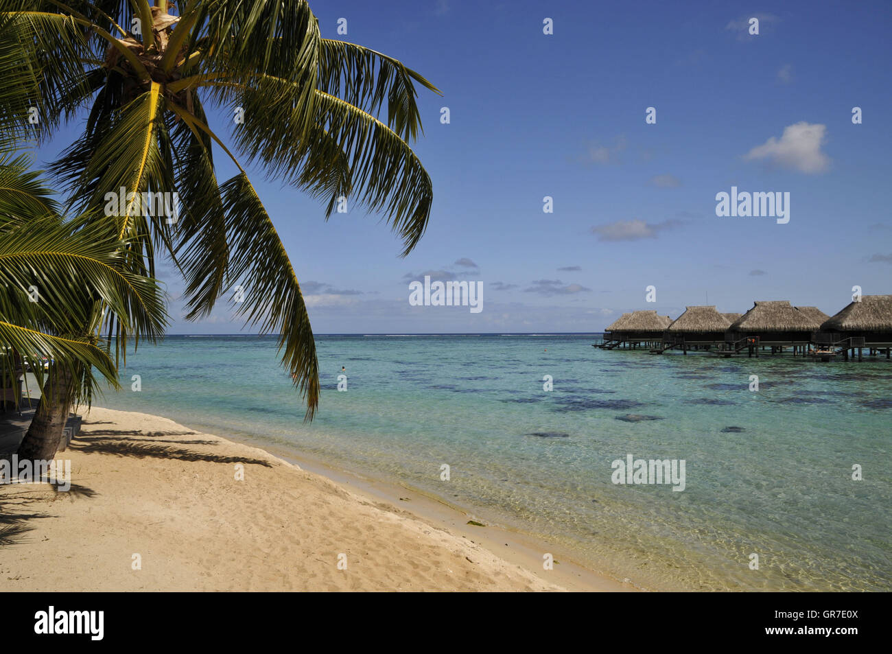 Moorea beach palm tree hi-res stock photography and images - Alamy