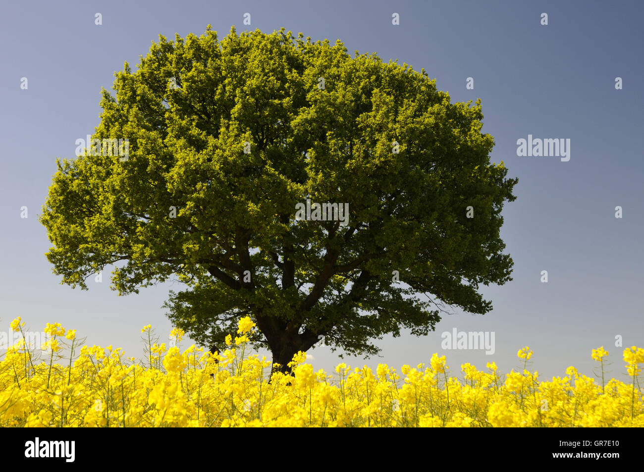 Oak tree in spring hi-res stock photography and images - Alamy