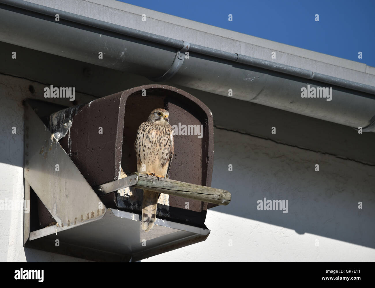 Kestrel plumage hi-res stock photography and images - Alamy