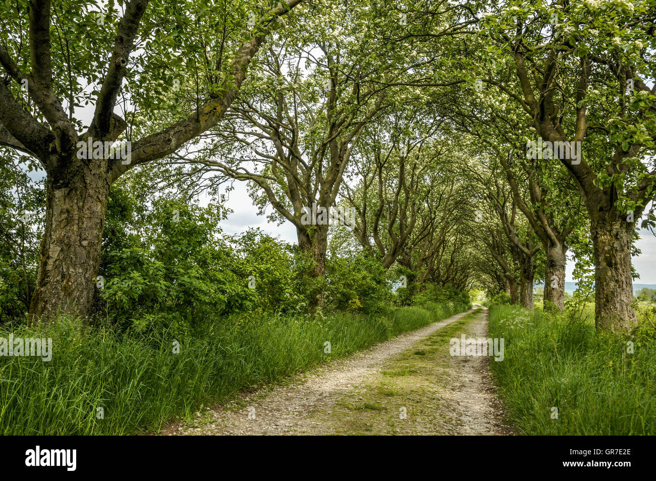 Avenue In Thuringia Stock Photo - Alamy