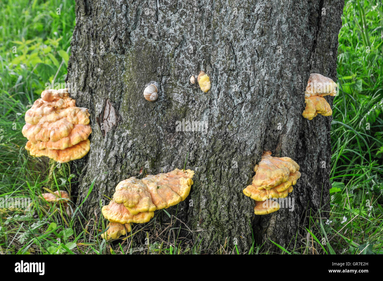 Tree mushroom hi-res stock photography and images - Alamy