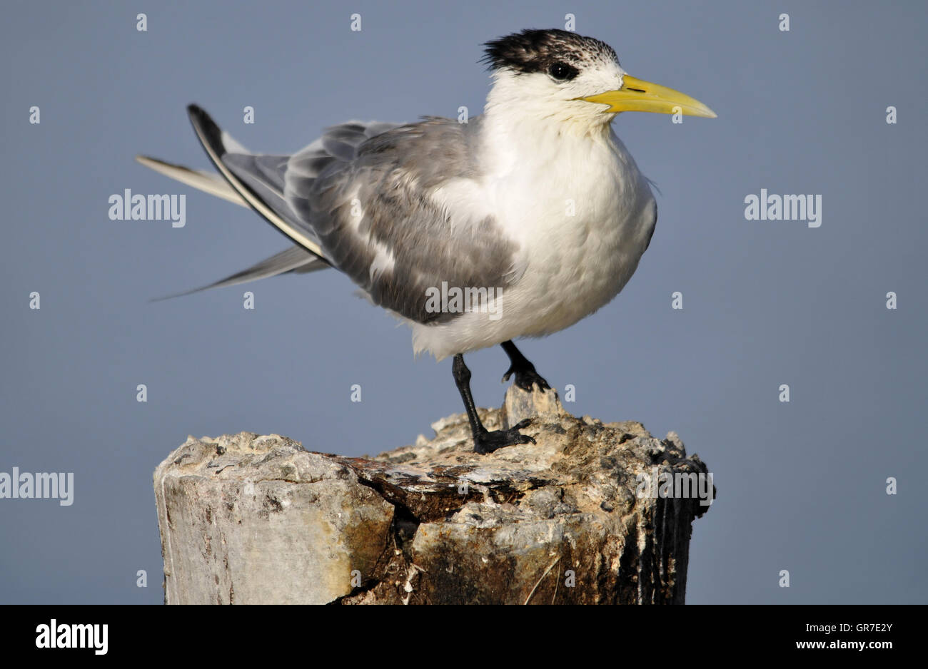 Greater Crested Tern Stock Photo - Alamy
