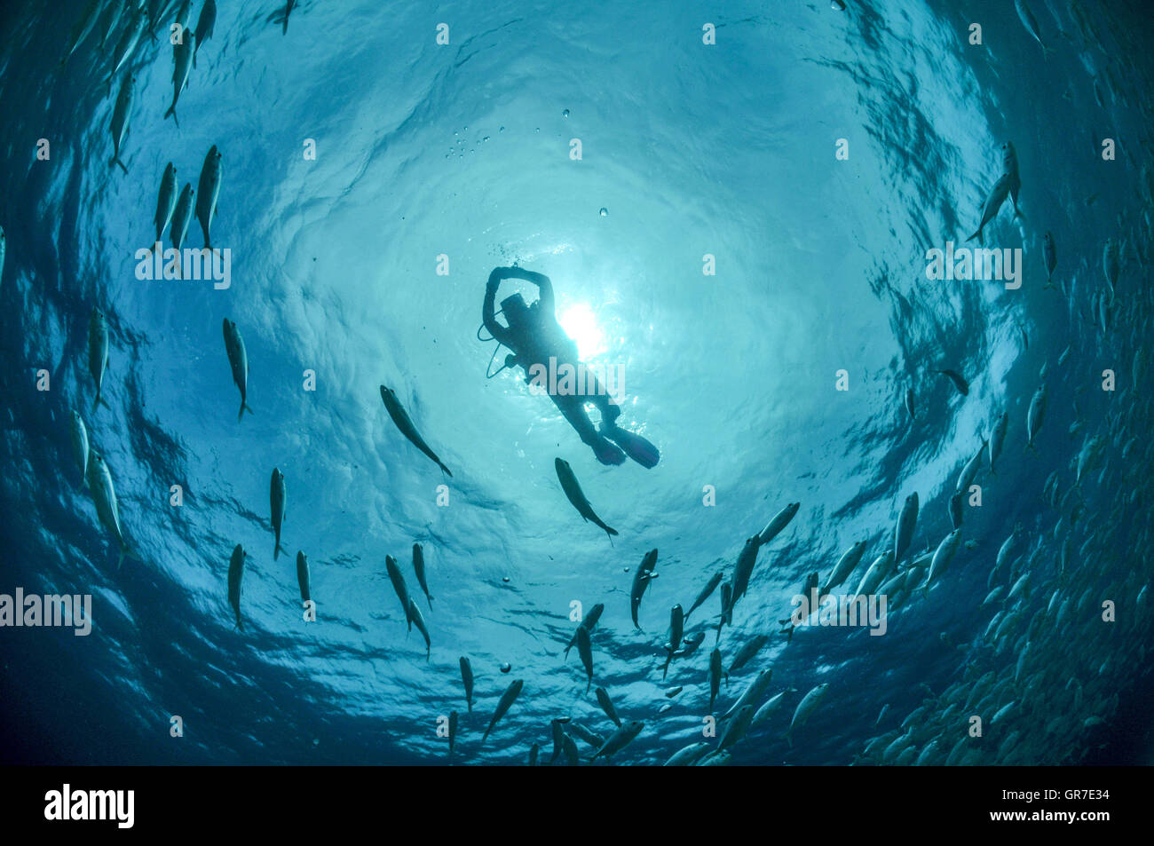 Philippine fish hi-res stock photography and images - Alamy