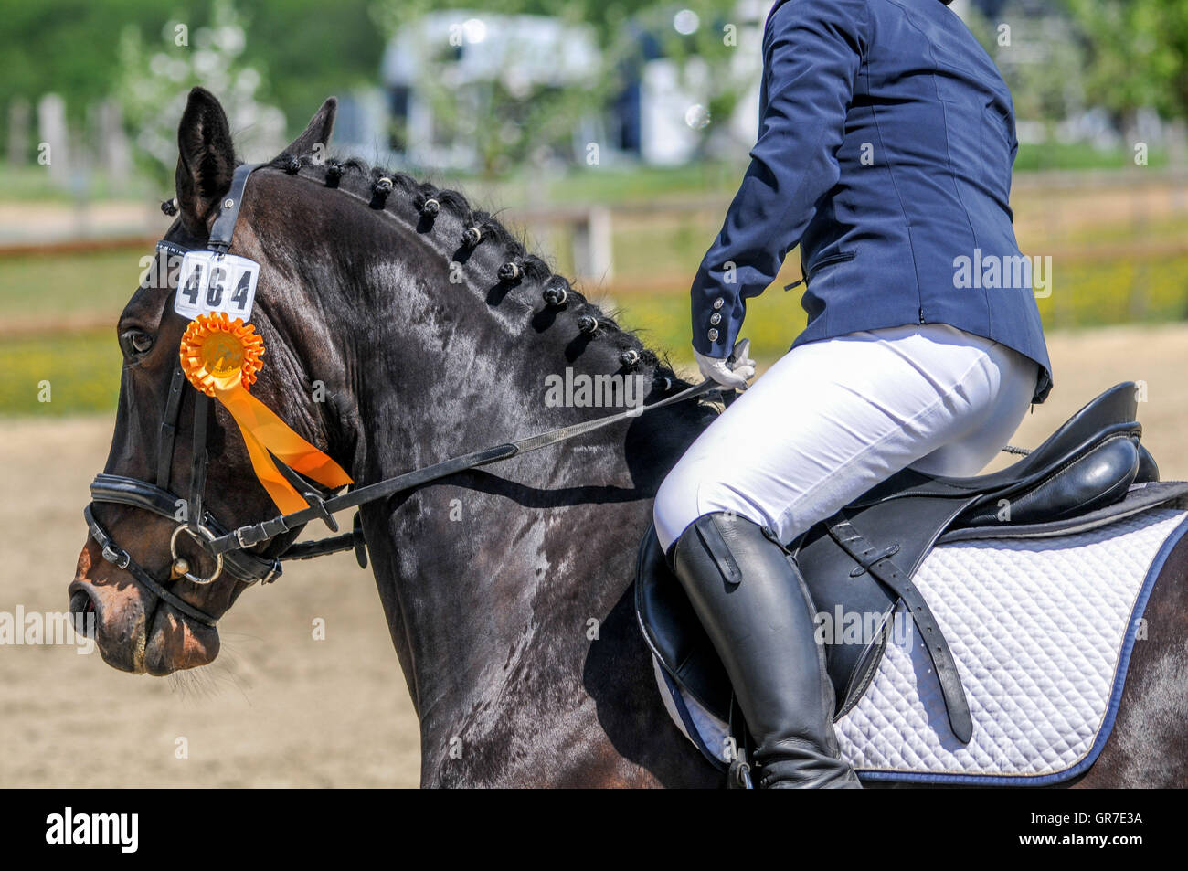 Springreiter hi-res stock photography and images - Alamy