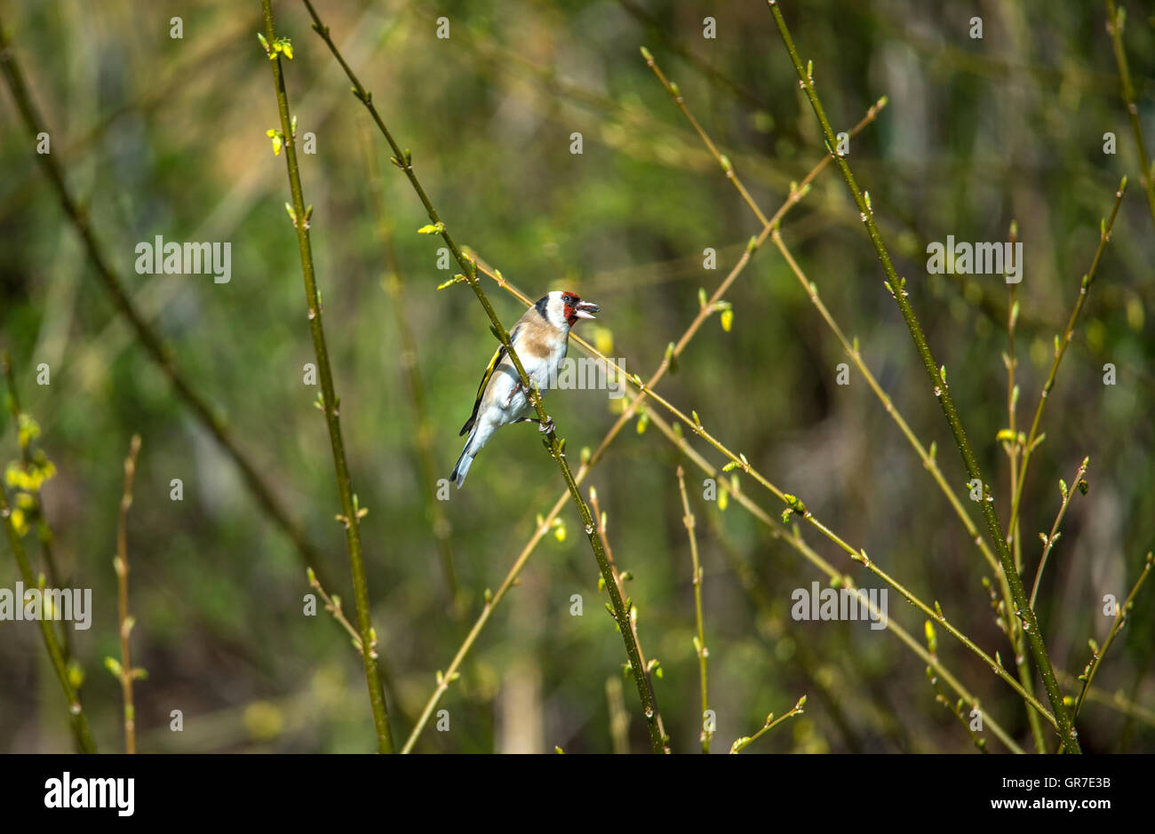 Goldfinch in thistle hi-res stock photography and images - Alamy